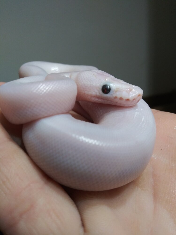 How to tell if your Blue Eyed Leucistic is also Banana - Ball Pythons ...