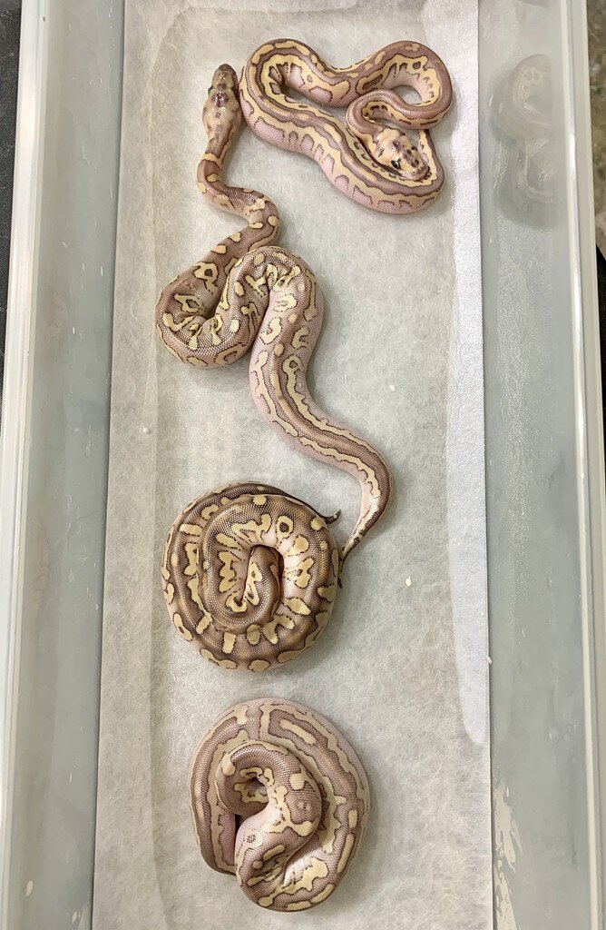 Lesser clowns… maybe this maybe that - Ball Pythons - MorphMarket ...
