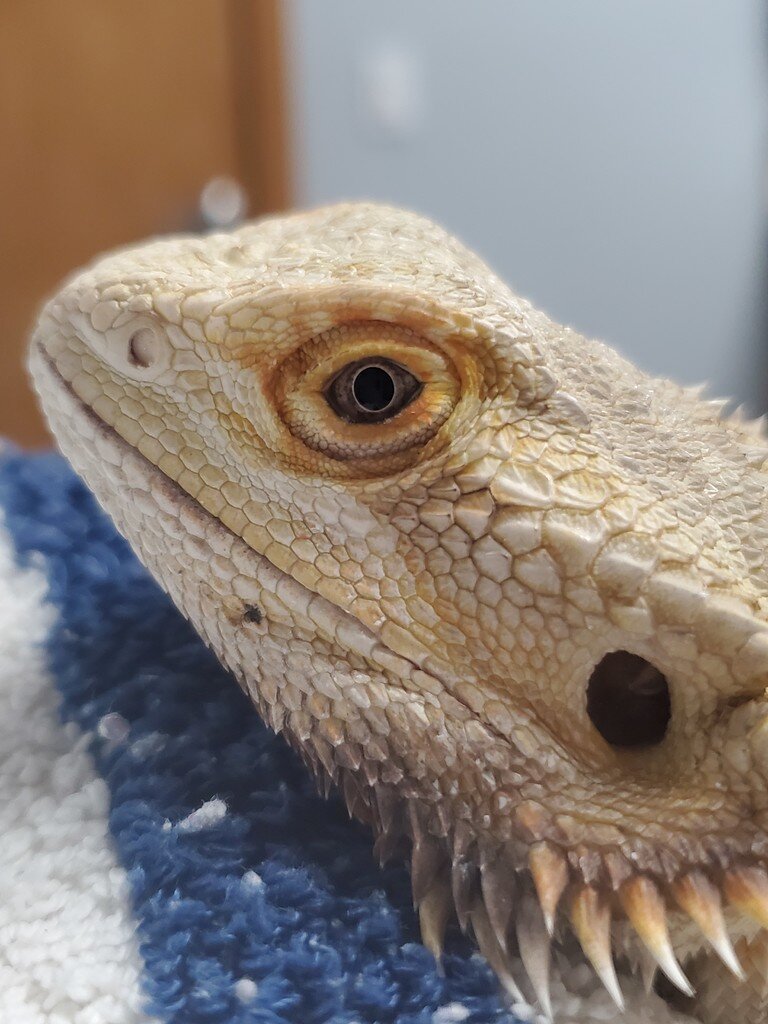 RIP to the Best Beardie Ever - Bearded Dragons - MorphMarket Reptile ...