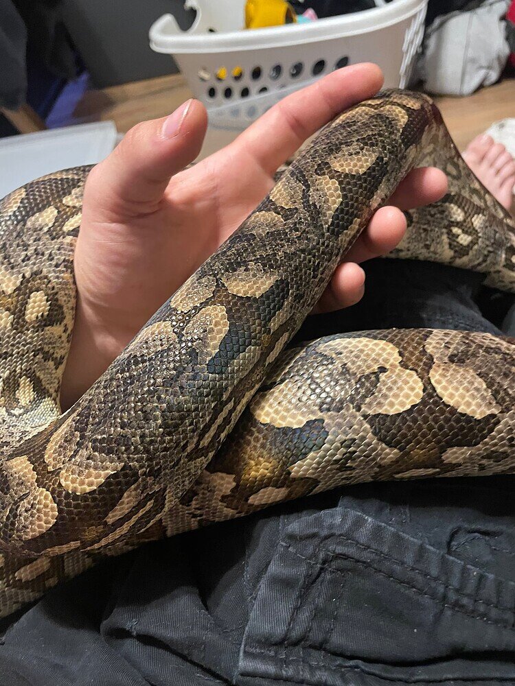 Dumerils boa breeding - Other Boas - MorphMarket Reptile Community