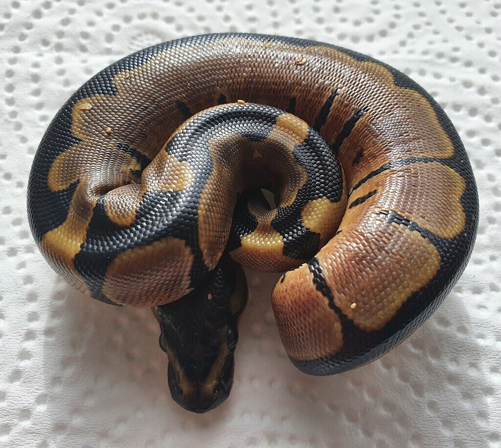 Tidal Wave Ball Royal Python Ball Pythons Morphmarket Reptile Community