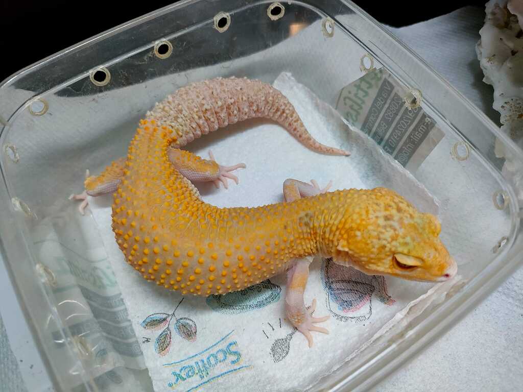 Identification two geckos - Leopard Geckos - MorphMarket Reptile Community