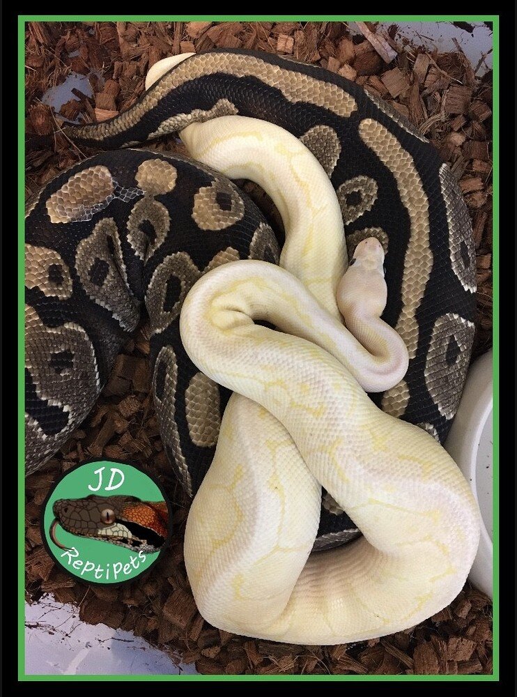 2021 Pairings... What does yours look like? - Ball Pythons ...