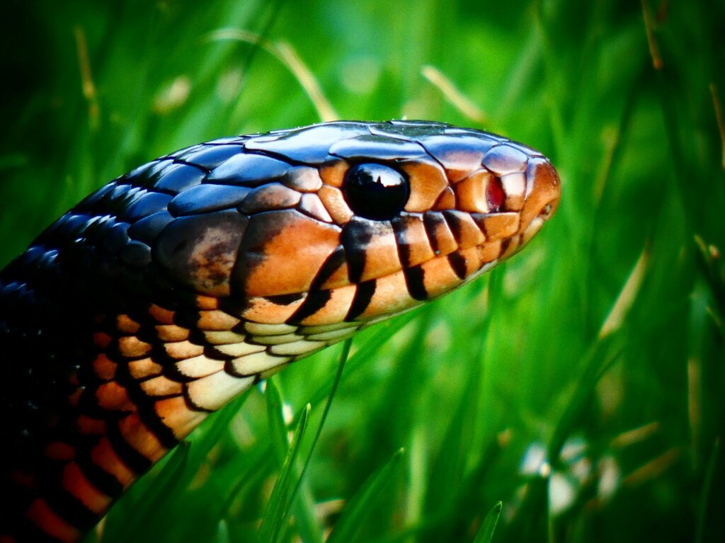 Why Drymarchon Are The Best - Other Colubrids - MorphMarket Reptile ...