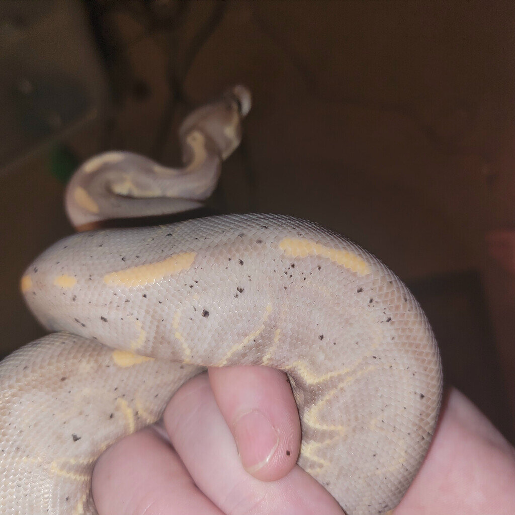 Help please with identifying the traits in my beautiful? - Ball Pythons ...