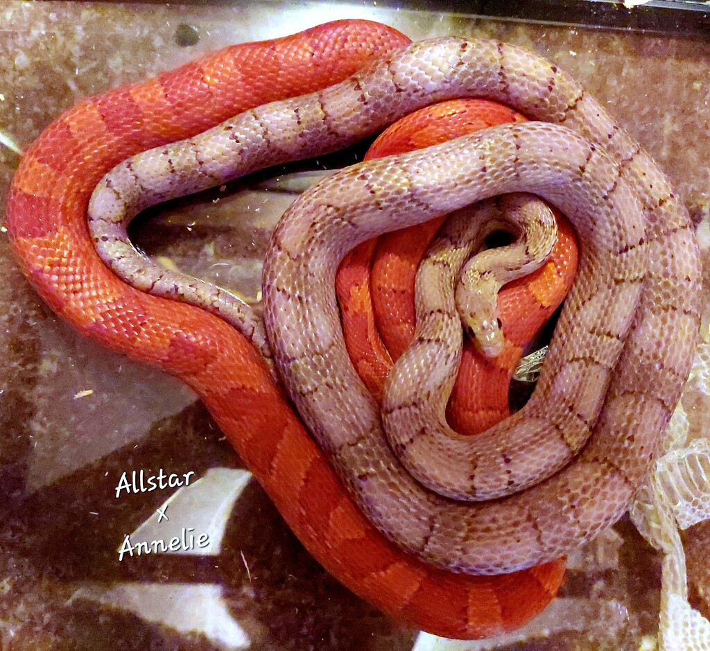 Allstar x Annelie - Strawberry Bloodreds coming! - Corn Snakes ...