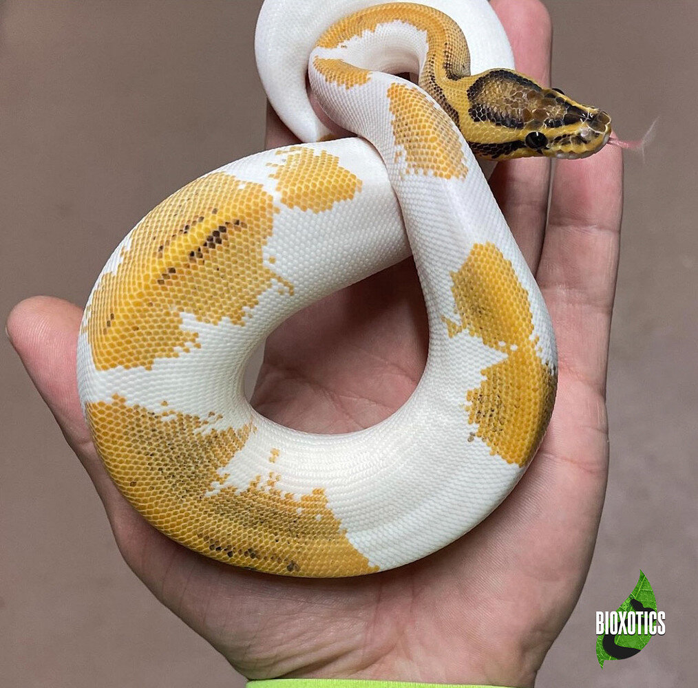 Freeway Pied het Clown - Ball Pythons - MorphMarket Reptile Community