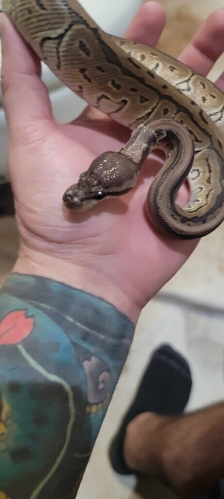 Is there something wrong with our girl? - Ball Pythons - MorphMarket ...