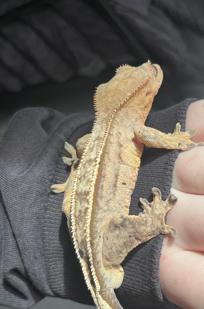 Back with Apollo - Crested Geckos - MorphMarket Reptile Community