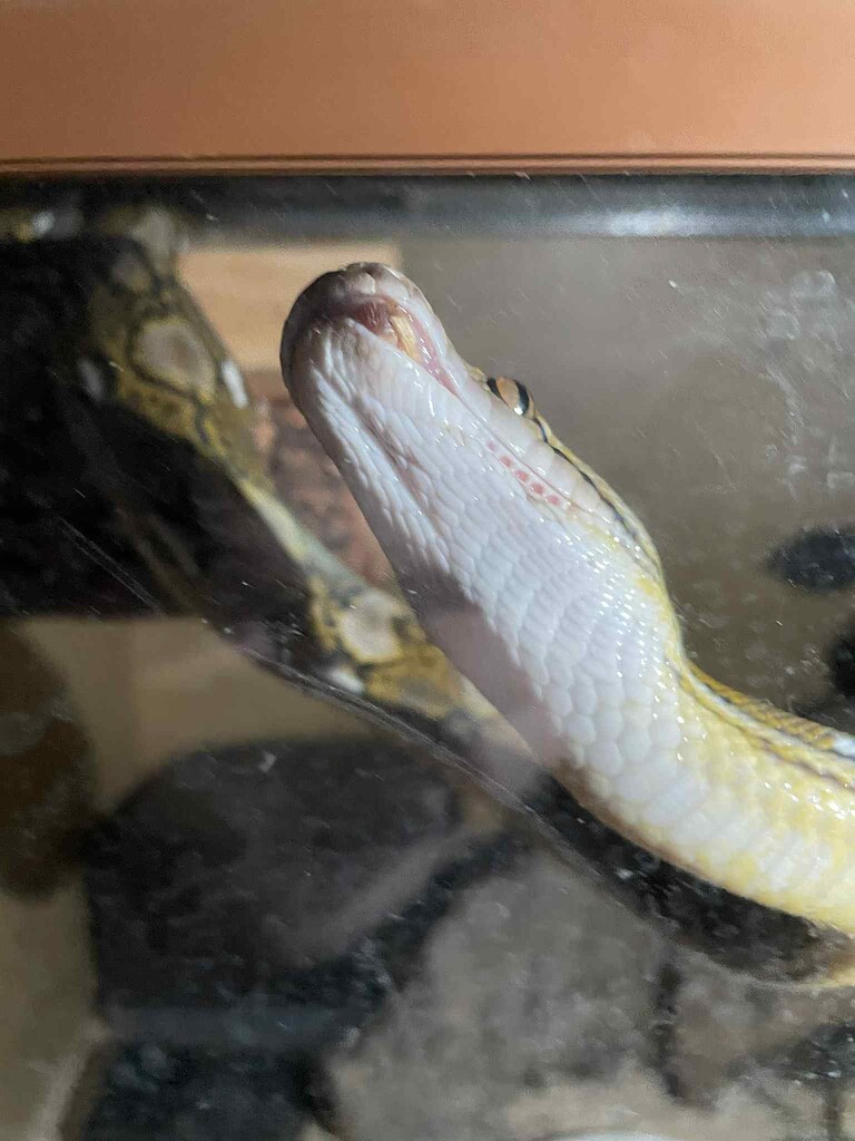 In need of advice. Mouth rot or damage to mouth? - Reticulated Pythons ...