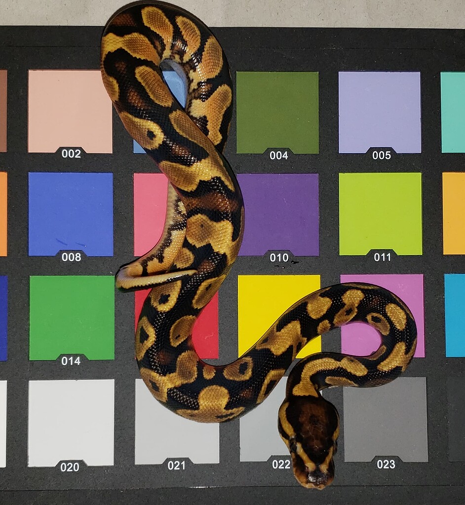 Do any of these have Fire? - Ball Pythons - MorphMarket Reptile Community