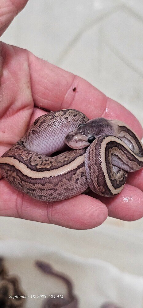 Shocked to have hatched truly purple snakes! - Ball Pythons ...