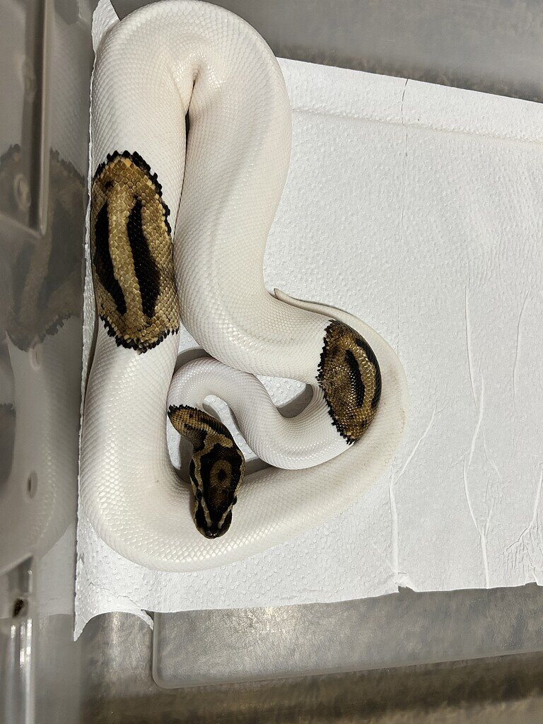 Pied.. but possibly what else? - Ball Pythons - MorphMarket Reptile ...