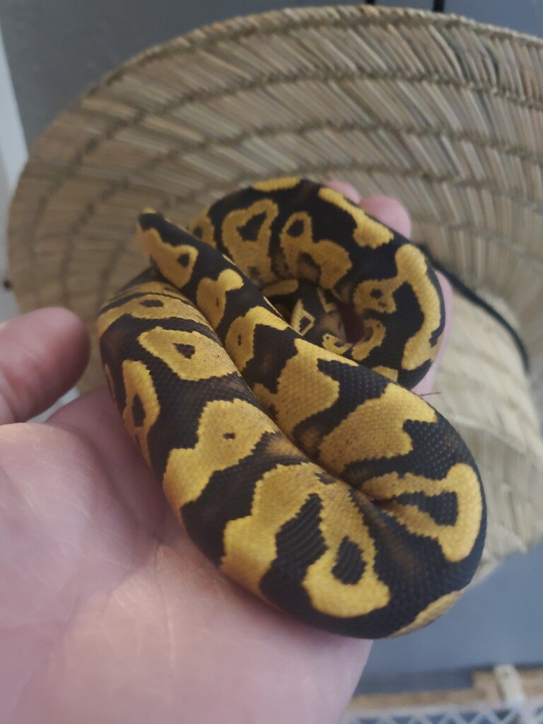 Asphalt yellow belly - Ball Pythons - MorphMarket Reptile Community