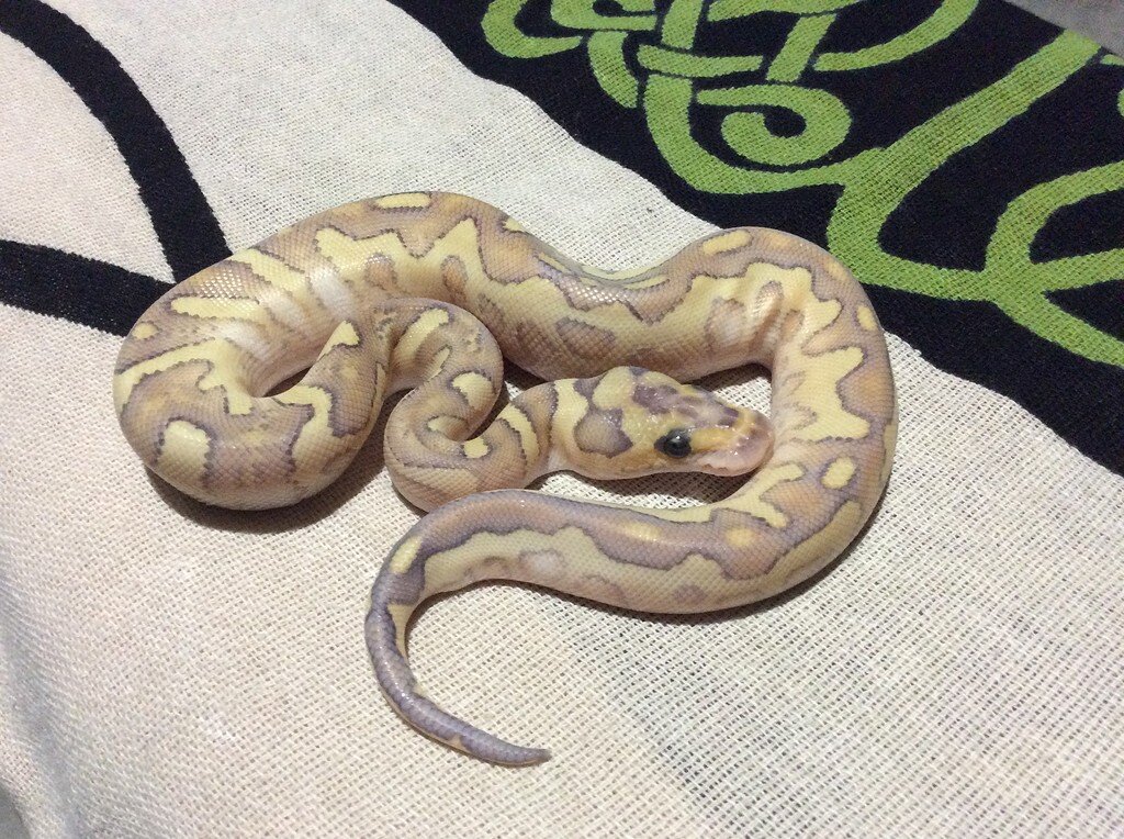Hydra clowns - Ball Pythons - MorphMarket Reptile Community