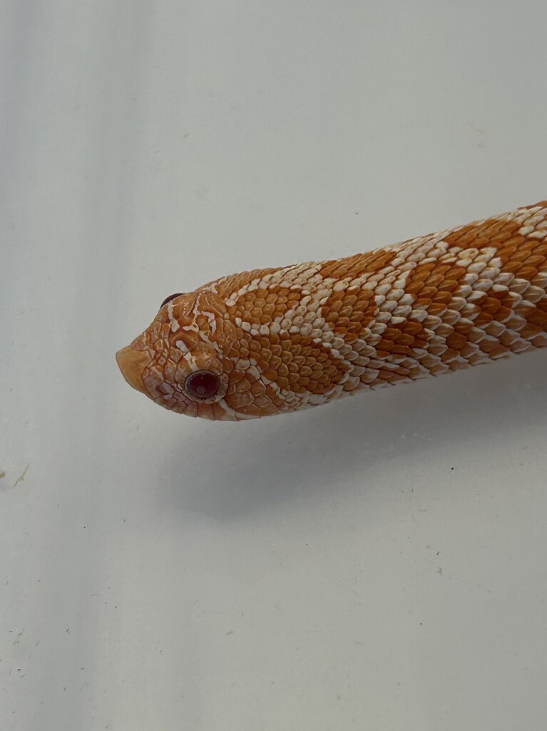 Is my snake going blind? - Hognose Snakes - MorphMarket Reptile Community