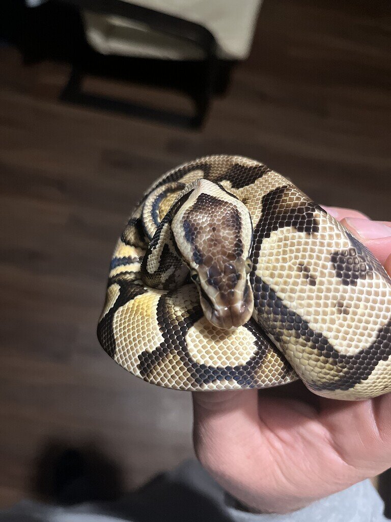 Quick BP ID question - Ball Pythons - MorphMarket Reptile Community