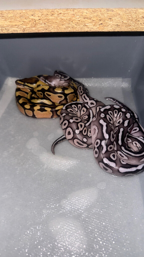 Help identifying morph - Enclosures & Setups - MorphMarket Reptile ...