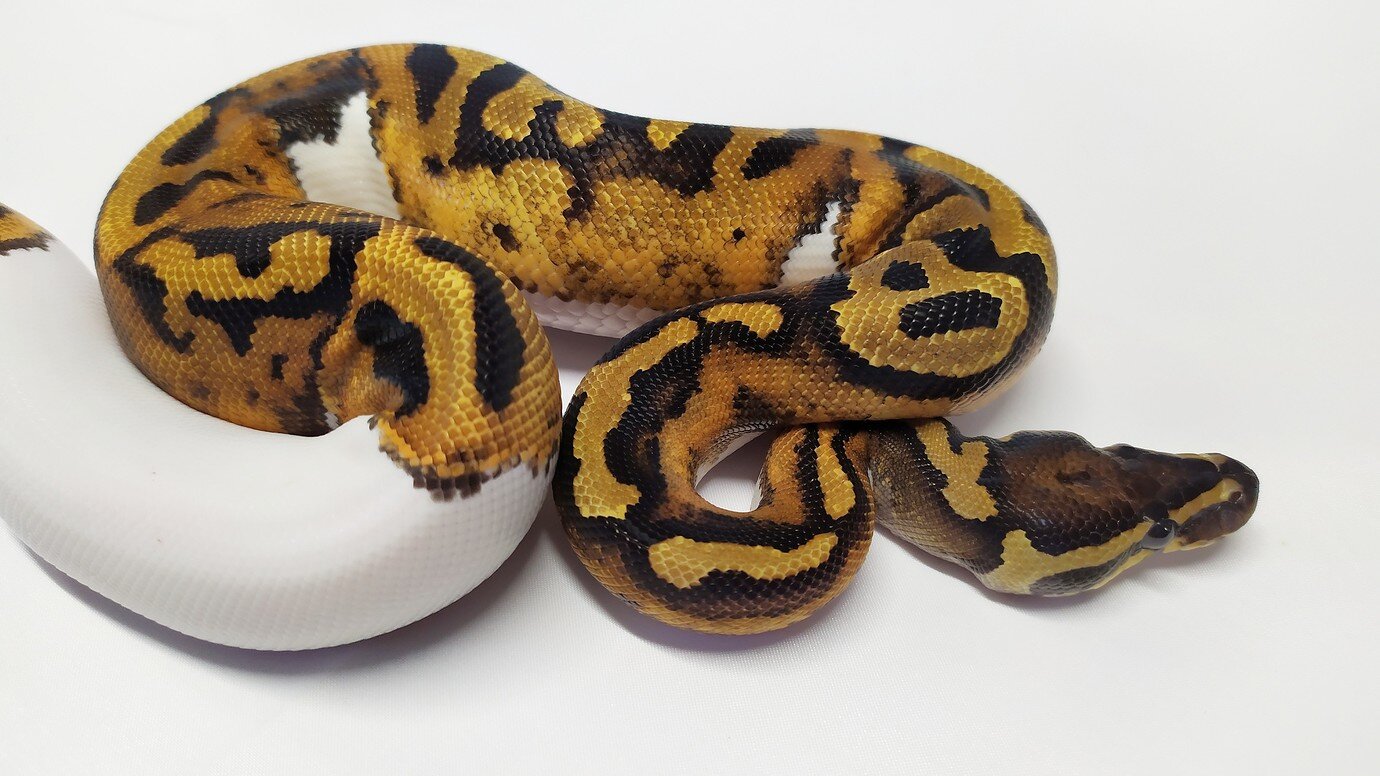 Pied clown / bamboo red stripe - Ball Pythons - MorphMarket Reptile ...