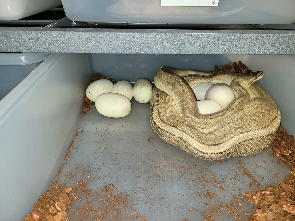 Valentine's Day Eggs - Ball Pythons - MorphMarket Reptile Community