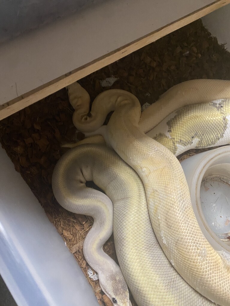 Clutch ID help for 1st clutch ever - Ball Pythons - MorphMarket Reptile Community