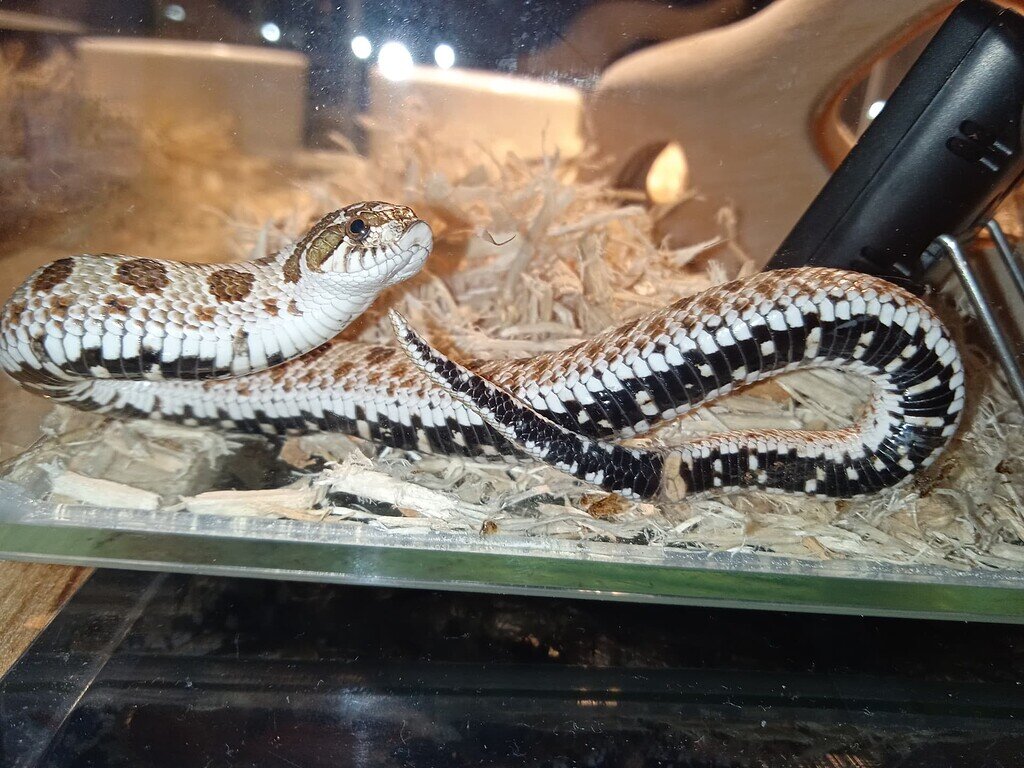 Hognose baby sex - Hognose Snakes - MorphMarket Reptile Community