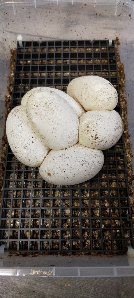 First clutch of 2021 - Ball Pythons - MorphMarket Reptile Community