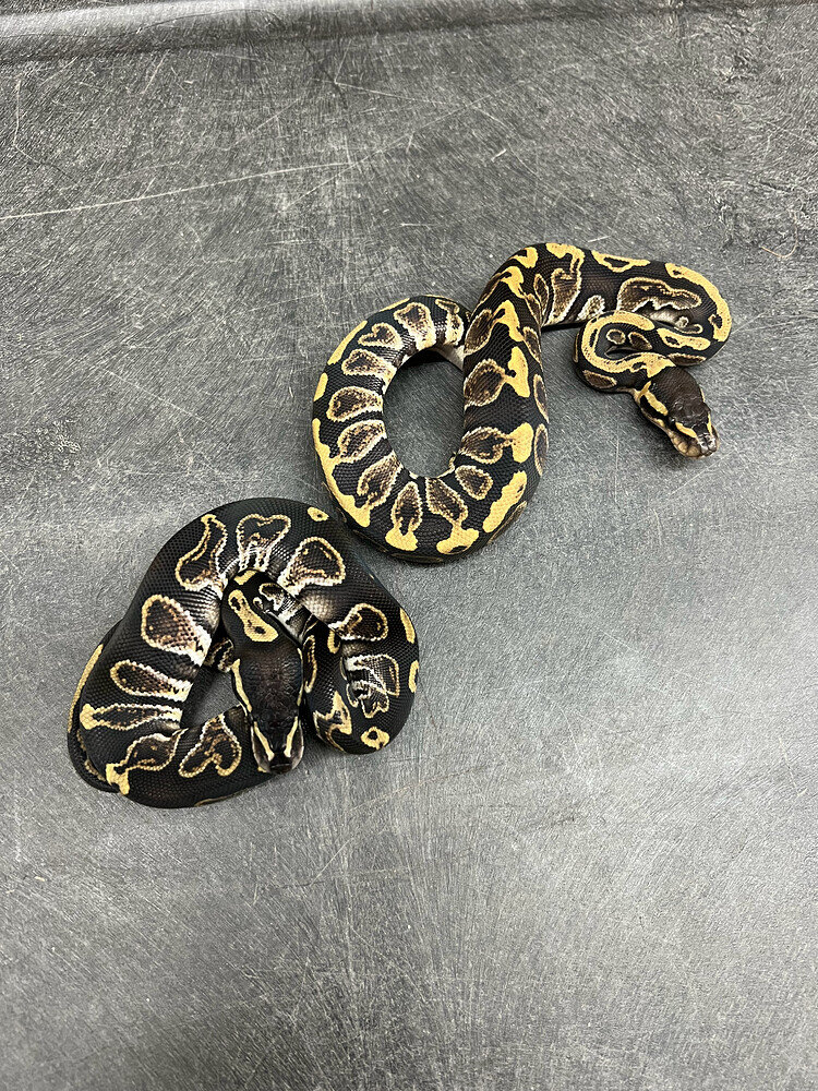 Gorilla is here! New Gene Understanding - Ball Pythons - MorphMarket ...
