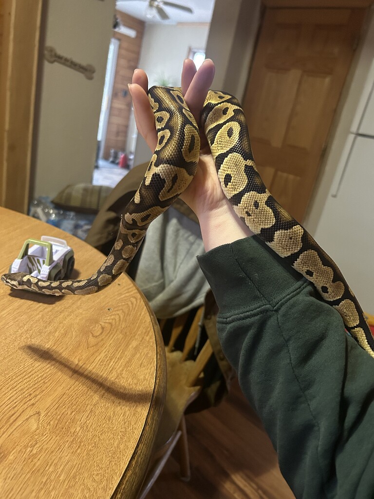 Stuck shed help - Ball Pythons - MorphMarket Reptile Community