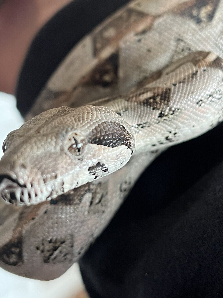 What morph is my boa? - Boa Constrictors - MorphMarket Reptile Community