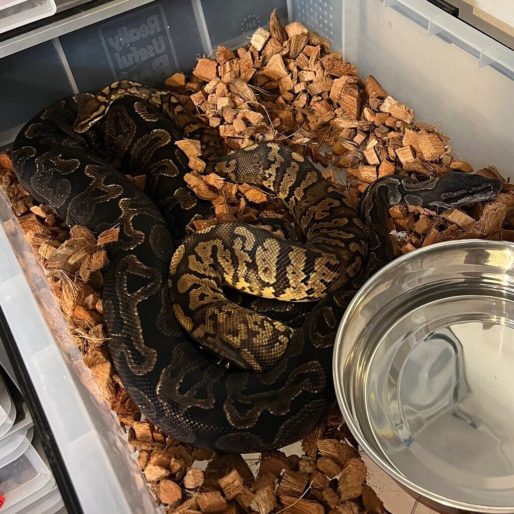 TORNADO x GHI Het GHOST - Ball Pythons - MorphMarket Reptile Community