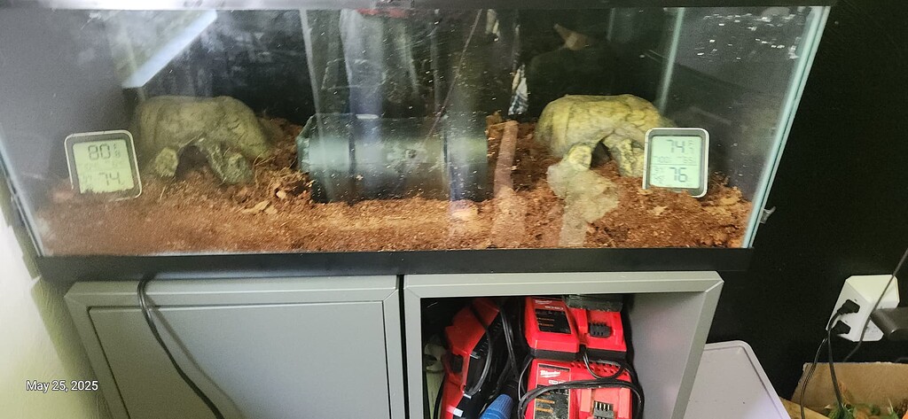 Humidy at night - Ball Pythons - MorphMarket Reptile Community