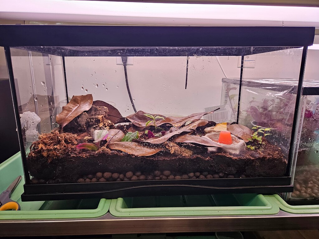 Bob the hissing cockroaches new bioactive enclosure - Other ...