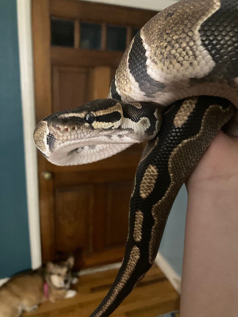 Just a few pics - Ball Pythons - MorphMarket Reptile Community