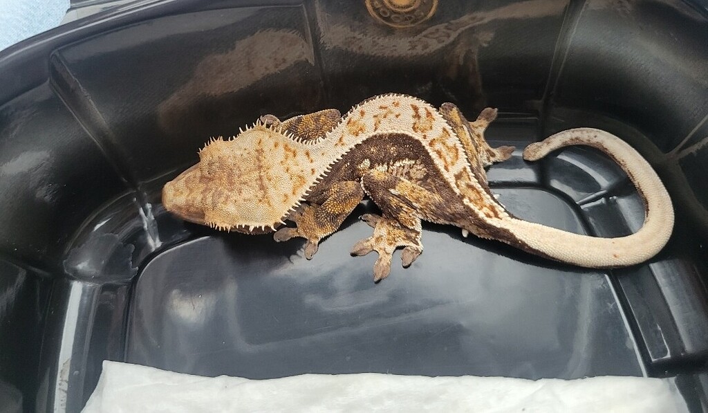 Morph and structure - Crested Geckos - MorphMarket Reptile Community