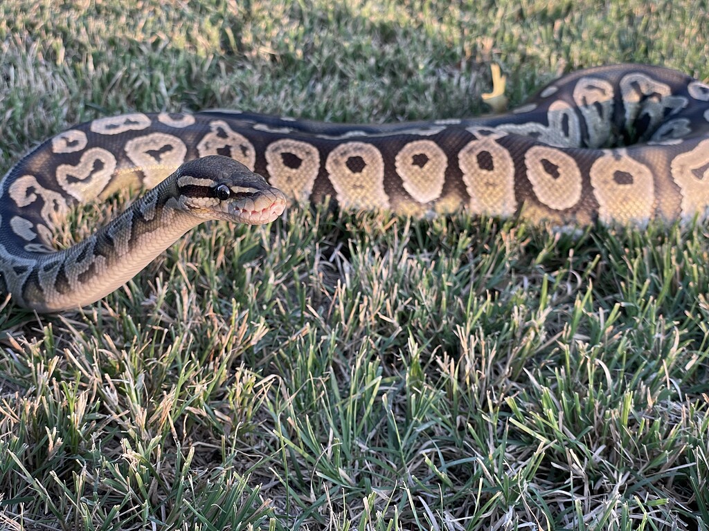 Red Gene? Ringer Gene? - Ball Pythons - MorphMarket Reptile Community