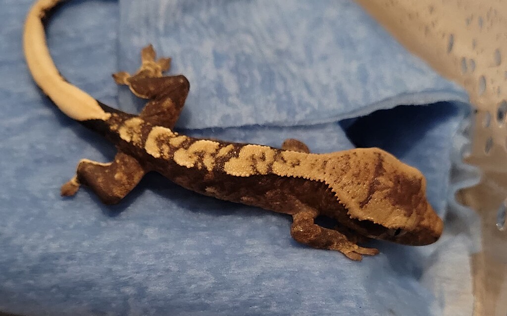Finally produced some babies! - Crested Geckos - MorphMarket Reptile ...