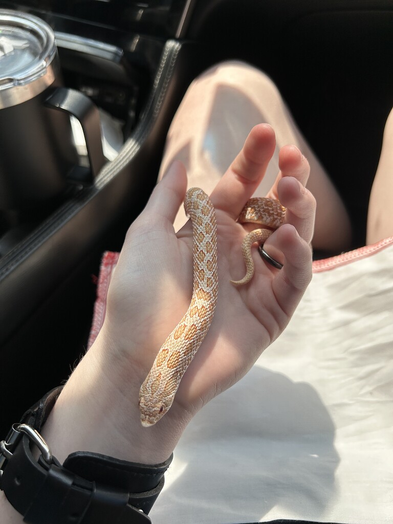 Meet Gimli! New Hog - Hognose Snakes - MorphMarket Reptile Community