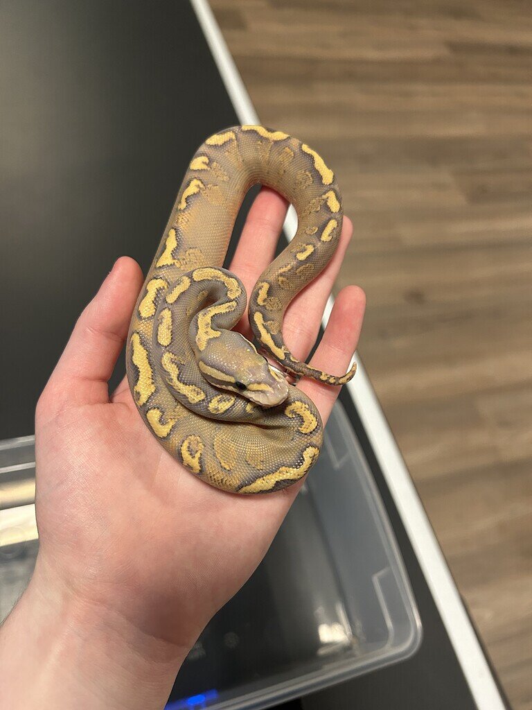 Anyone else have something similar? - Ball Pythons - MorphMarket Reptile Community