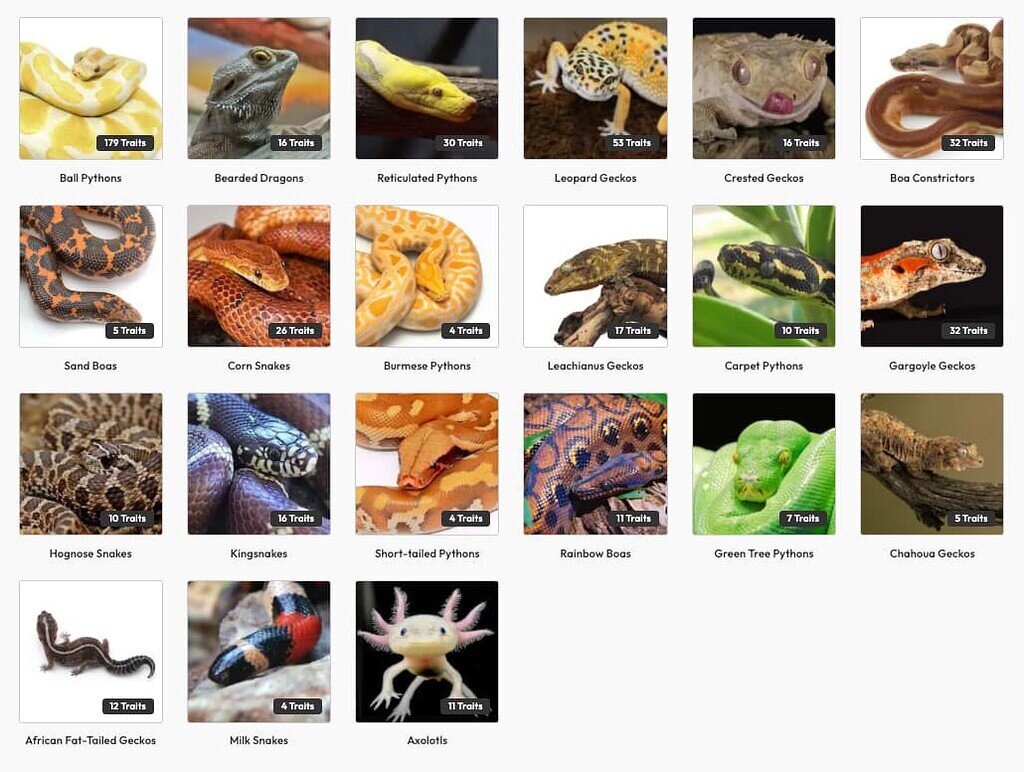 500 Morphpedia Articles - MorphMarket News - MorphMarket Reptile Community