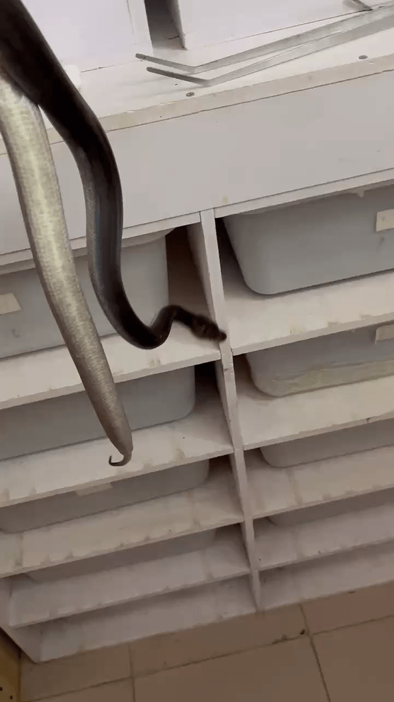 Super motley reticulated python - All Reptiles - MorphMarket Reptile ...