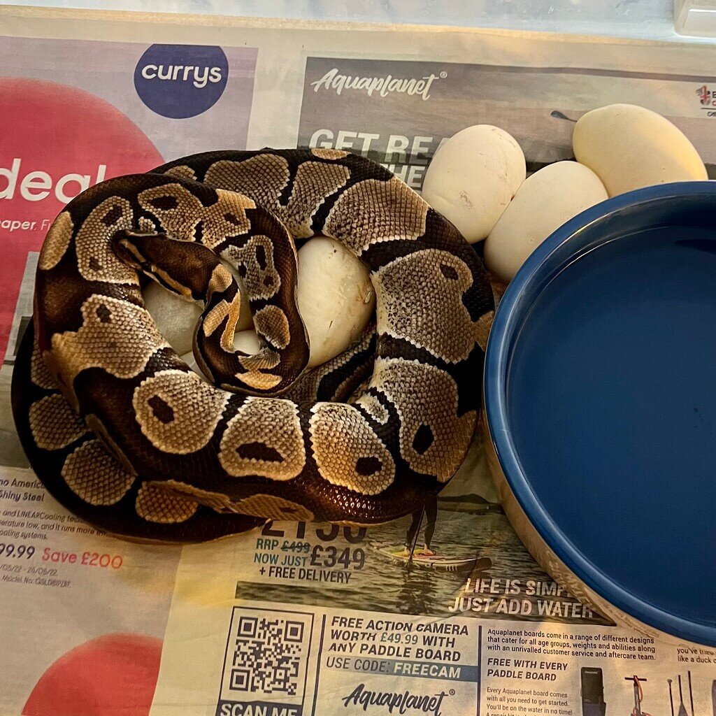 Tornado/sandstorm - Ball Pythons - MorphMarket Reptile Community