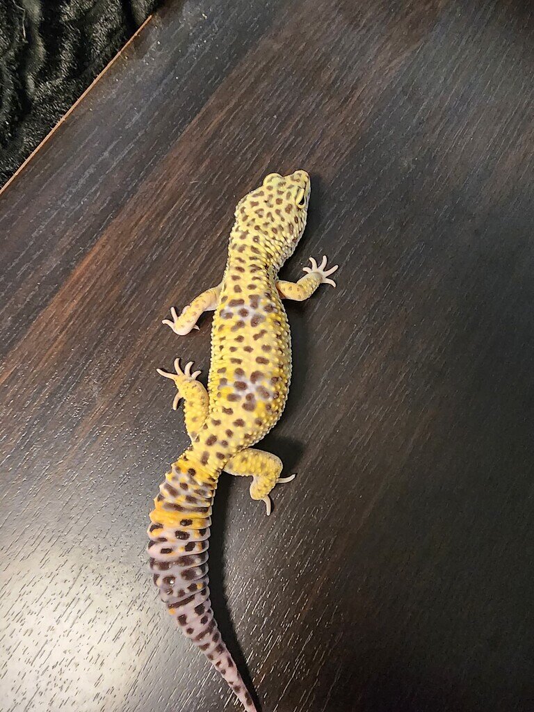 Help with leopard gecko morph identification - Leopard Geckos - MorphMarket Reptile Community