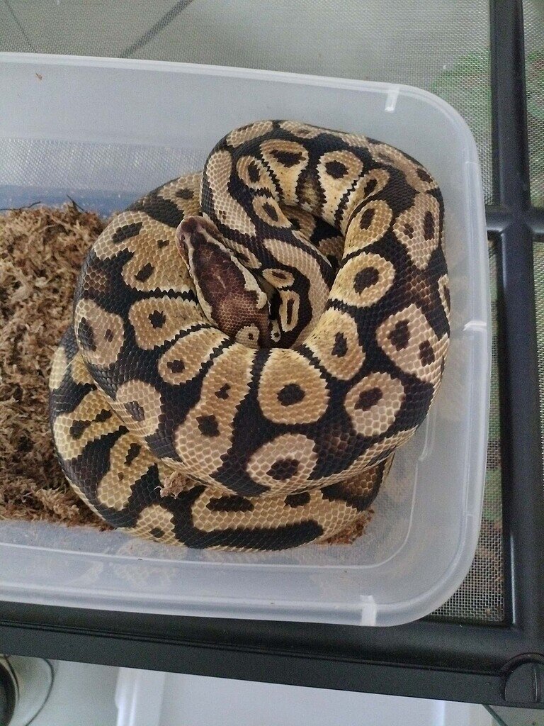 Can you help ID my snakes? - Ball Pythons - MorphMarket Reptile Community