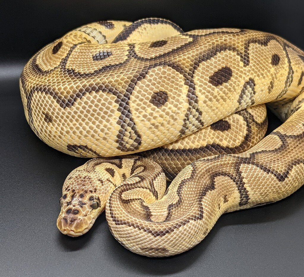 Our first female & male to start our BP project.. beautiful clowns ...