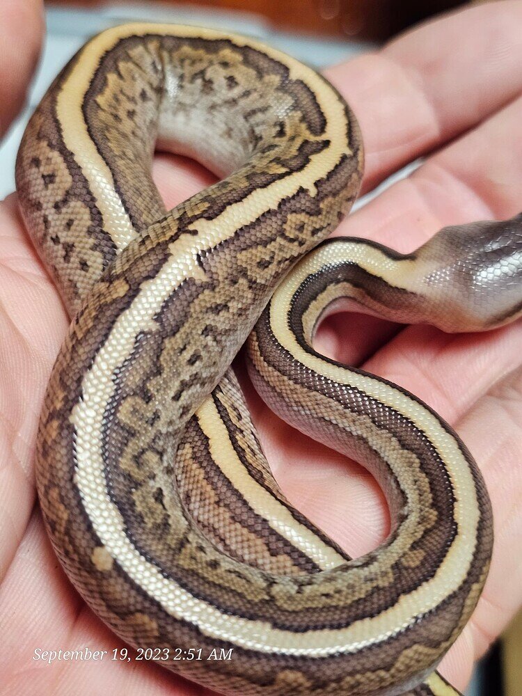 Shocked to have hatched truly purple snakes! - Ball Pythons ...