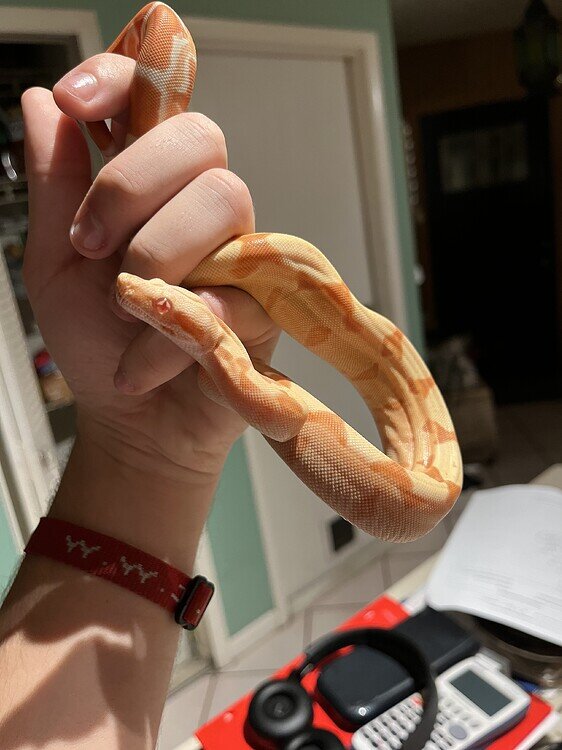 New pictures of Mr. Sorbet! - Boa Constrictors - MorphMarket Reptile ...