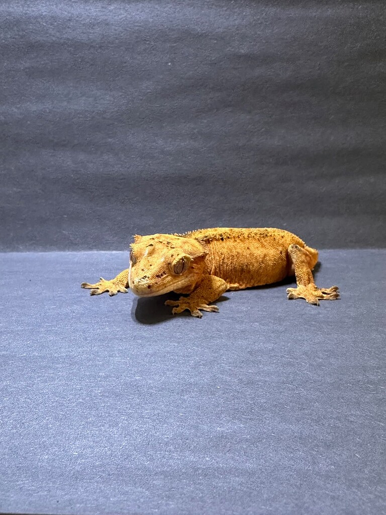 Help Identify these geckos morphs - Crested Geckos - MorphMarket ...