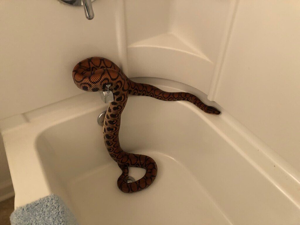 Bathroom “Tails” - Rainbow Boas - MorphMarket Reptile Community