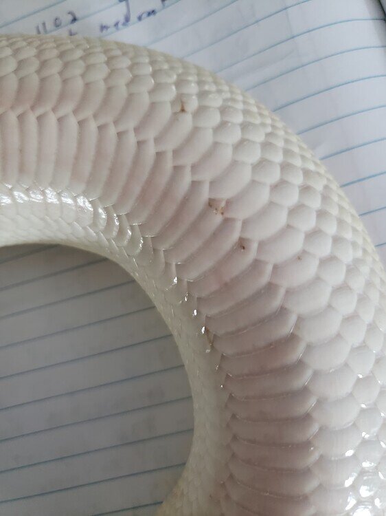 Is this scale rot? - Ball Pythons - MorphMarket Reptile Community